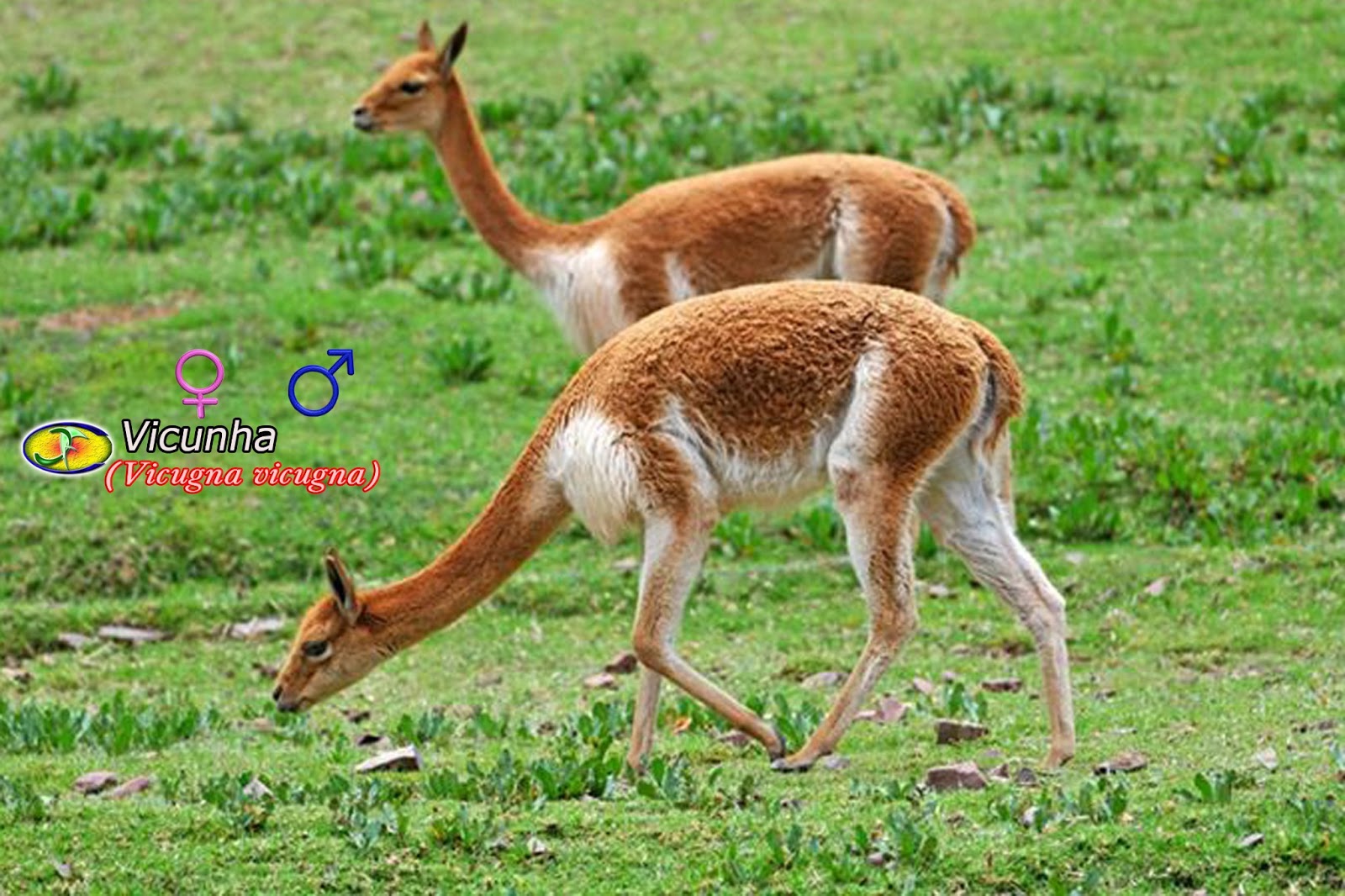 Zoologia: Vicunha (Vicugna vicugna)